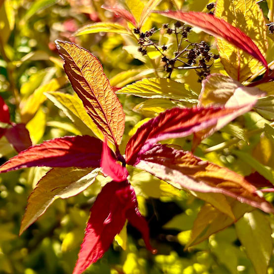 Spirée japonica firelight - Spiraea japonica firelight 20/30 cm Pot 3L ...