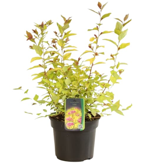 Spirée japonica firelight - Spiraea japonica firelight 20/30 cm Pot 3L ...