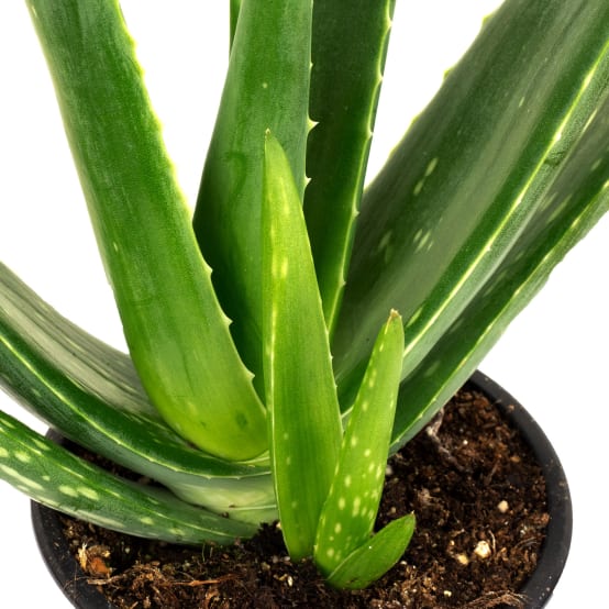 Aloe vera - plante d'intérieur facile d'entretien - hauteur env. 35 cm ...