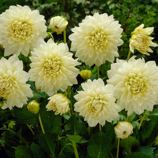 Dahlias - Set de 3 - Dahlia 'White Perfection' - Bulbes à fleurs ...