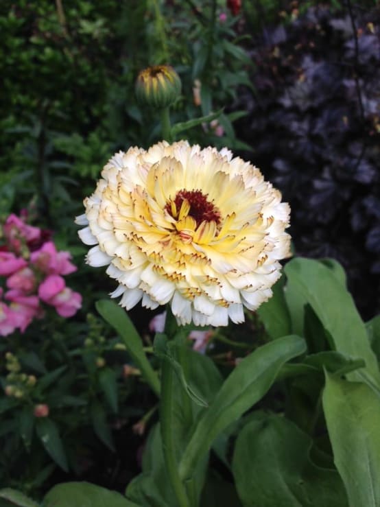 Graines de Calendula officinalis Snow Princess - Souci des Jardins le ...