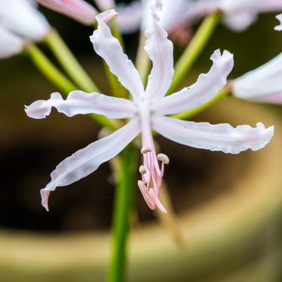 Nerine bowdenii Bionce - Lis de Guernesey - Bulbe - Gamm vert