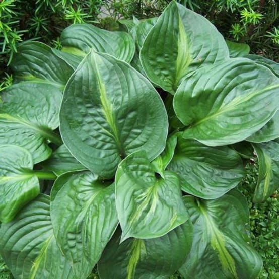 Hosta Victor Pot de 1,5L/2L - Gamm vert