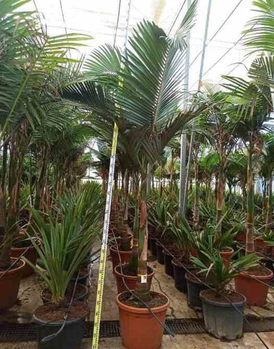 Archontophoenix alexandrae (Palmier royal) Couleur floraison:Rose - Taille:Pot de groupe 80L ...