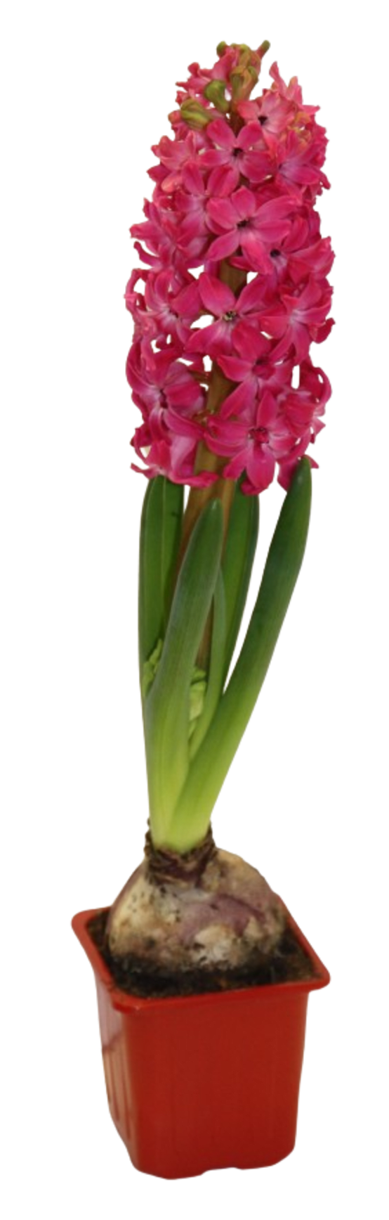 Jacinthe rouge godet 7 cm - Gamm vert