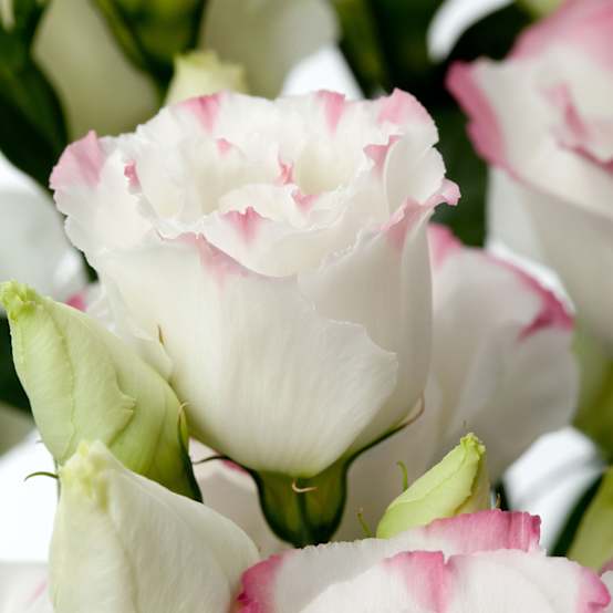Graines de Lisianthus F1 Cessna Rose Picotee III (graines enrobées) le ...