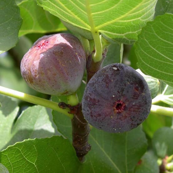 Figuier Madeleine des 2 saisons Pot de 4L/5L, Buisson - Gamm vert