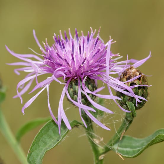 Graines de Centaurée jacée - Centaurea jacea le sachet de 250 graines ...