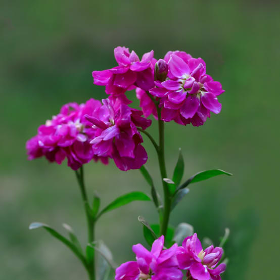 Graines de Giroflée quarantaine Anytime Hot Pink - Matthiola incana le ...
