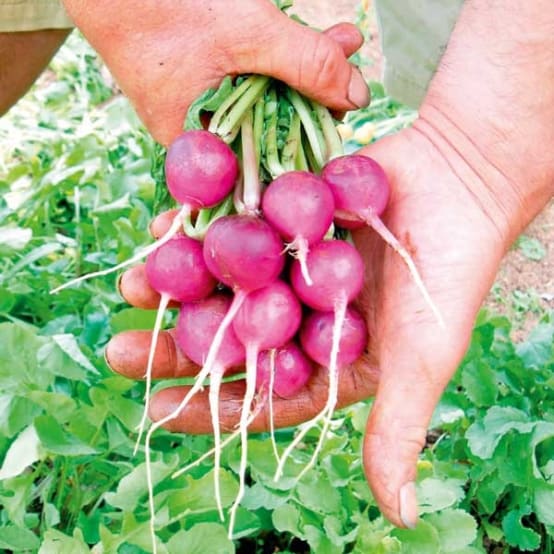 Radis violet Viola le sachet de 500 graines (5g) - Gamm vert