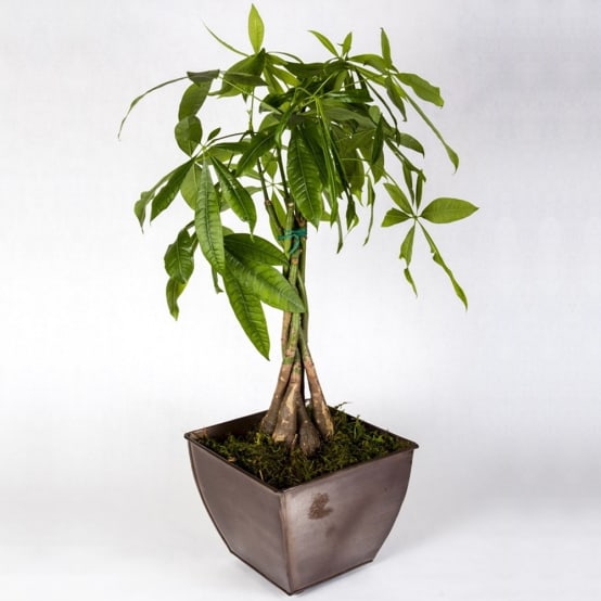 Pachira Aquatica - Cacaoyer - Pour Maison Ou Bureau Plante D'Intérieur ...