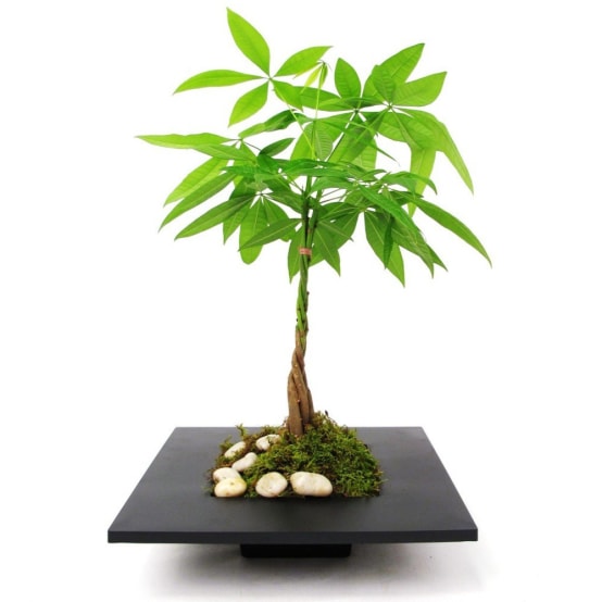 Pachira Aquatica - Cacaoyer - Pour Maison Ou Bureau Plante D'Intérieur ...