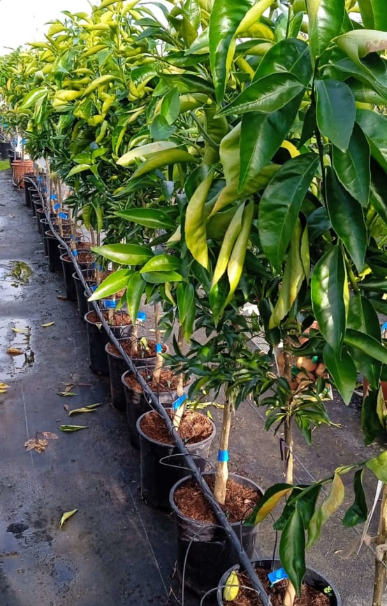 Citrus sinensis var.Navelate (orange la meilleure tout simplement ...