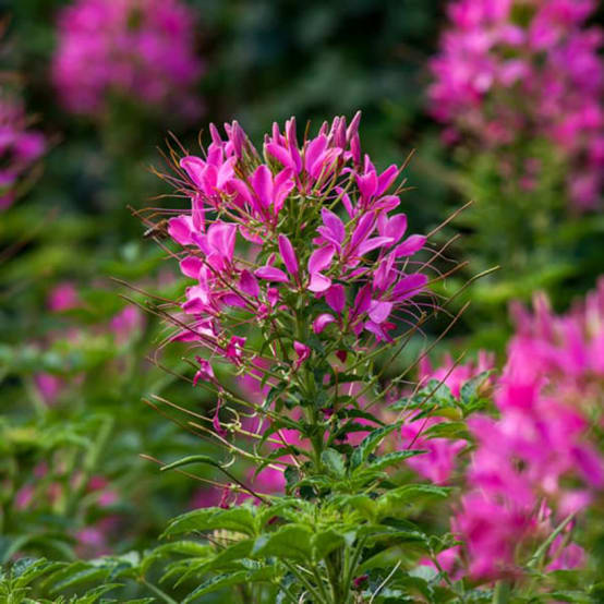 Cleome spinosa Sparkler 2.0 Rose - minimotte (par 3) - Gamm vert