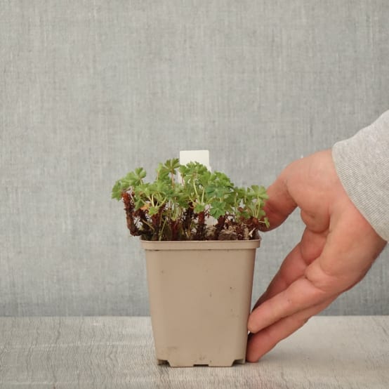 Géranium vivace cantabrigiense Crystal Rose - Godet de 8/9 cm - Gamm vert