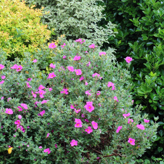 Cistus pulverulentus Sunset - Ciste pulvérulent Pot de 2L/3L - Gamm vert