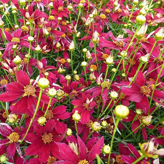 Coreopsis Red Satin en pot de 2L - Gamm vert