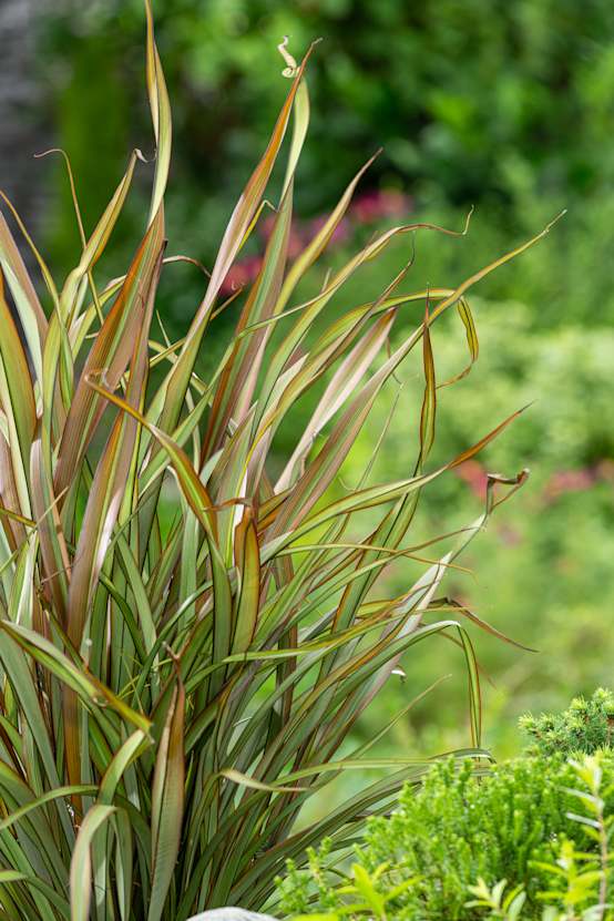 phormium tom thumb