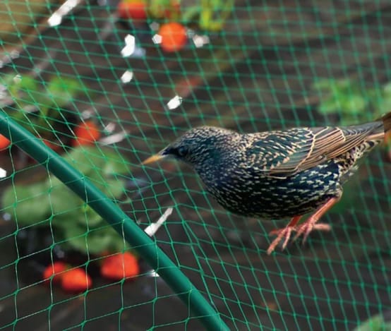 Birdnet - Filet de protection oiseaux L.10 x l.8 m - Gamm vert