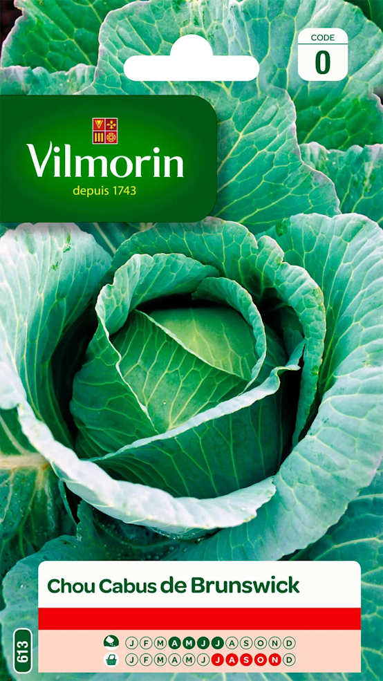 Chou pommé de Brunswick série 0 sachet graines 2 g - Vilmorin - Gamm vert