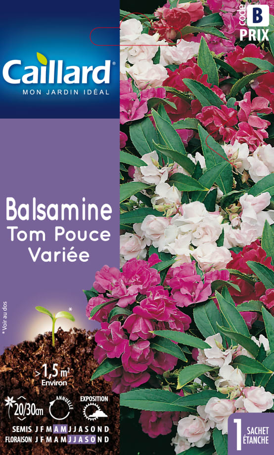 Balsamine Tom Pouce Variée - Gamm vert