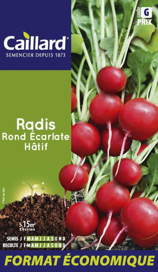 Graines de Radis Rond Écarlate Hâtif, Chair blanche - Gamm vert