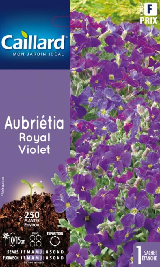 Aubrietia Royal Violet - CAILLARD - Gamm vert