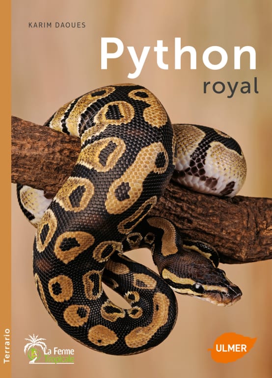 Python royal - Gamm vert