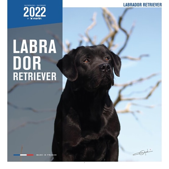 Calendrier labrador - MARTIN - Gamm vert