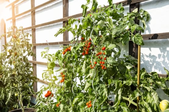 Tuteur tomates spirale cranté L180 cm - Gamm vert