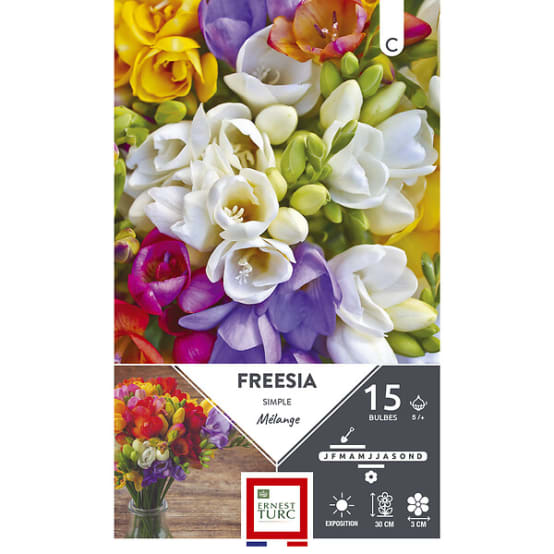 Freesia simple melange plante bulbeuse ET PRI N - Gamm vert