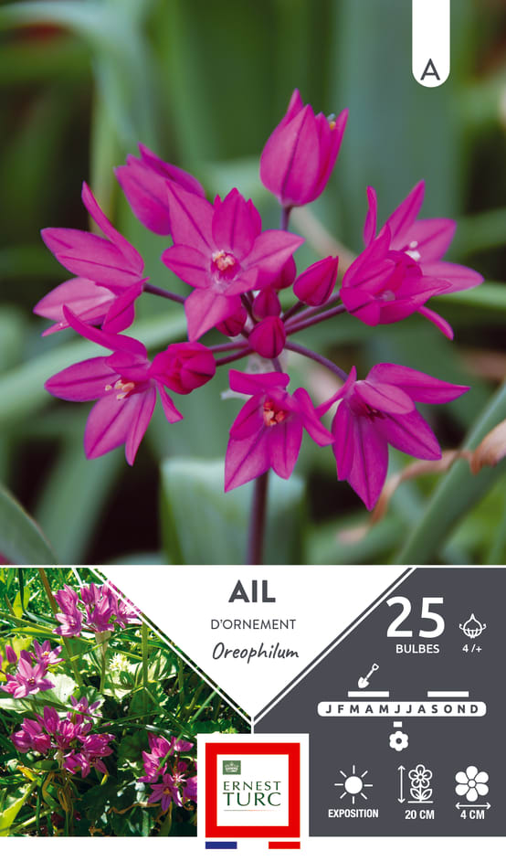 Allium oreophilum plante bulbeuse rose violacé - ET PRI N - Gamm vert