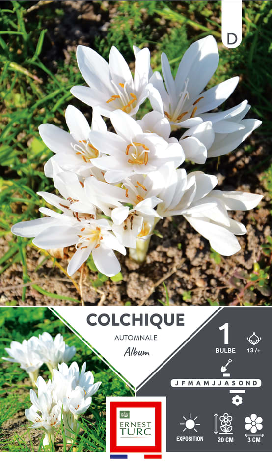 Bulbes colchique automnale album blanc - ERNEST TURC - Gamm vert