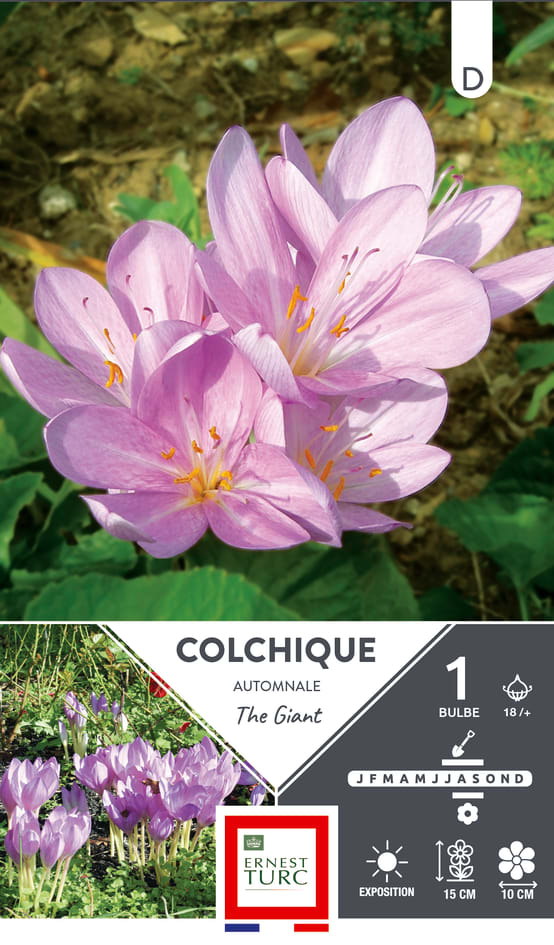 Bulbe de colchique automnale géante rose - ERNEST TURC - Gamm vert