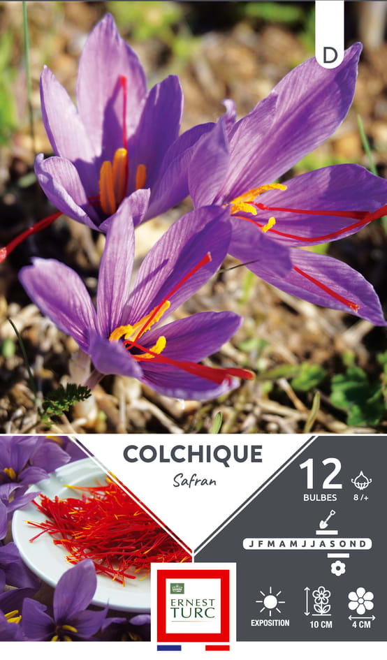 Bulbes de crocus sativus Safran - ERNEST TURC - Gamm vert