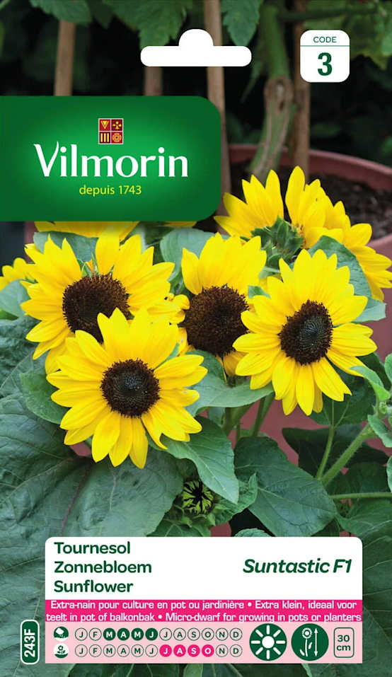 Tournesol Suntastic HF1 serie 3 sachet graines 1 g - Vilmorin - Gamm vert