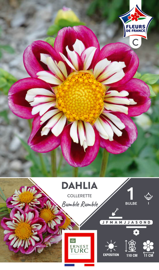 Dahlia collerette bumble rumble I x1 – ET PRI N - Gamm vert