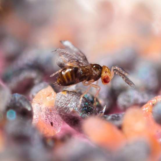Tricholine Jardin anti-chenilles Trichogramma spp. boîte de 4 ...