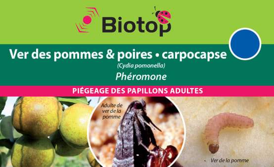 Phéromone carpocapse des pommes et des poires Cydia pomonella boîte de ...