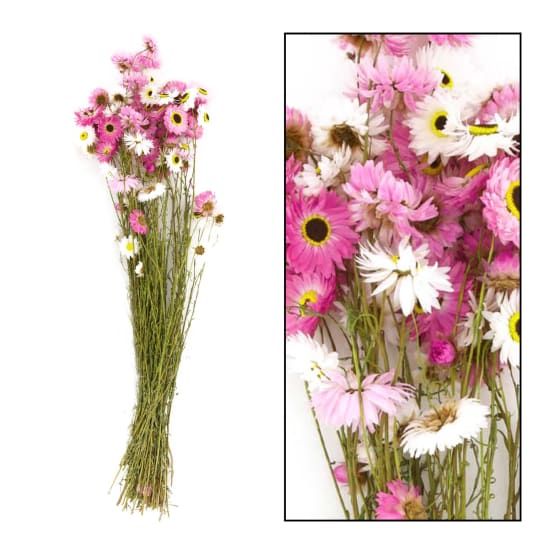 ACROCLINIUM ROSE - Gamm vert