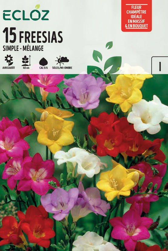 Freesia Simple En Mélange Varié Calibre 5/6 X 15 – ECLOZ - Gamm vert