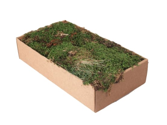 Boîte de mousse naturelle à tapis - Gamm vert