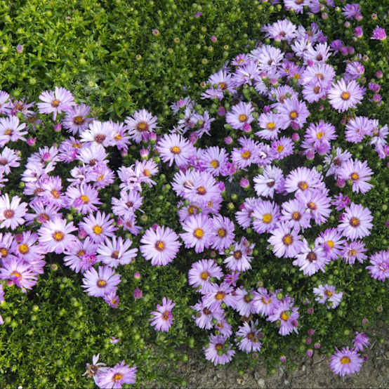 Aster nain d'automne rose 'Marjorie' lot de 3 - GODET 7CM - Gamm vert