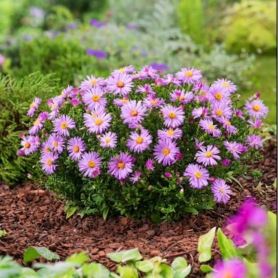 Aster nain d'automne rose 'Marjorie' lot de 3 - GODET 7CM - Gamm vert