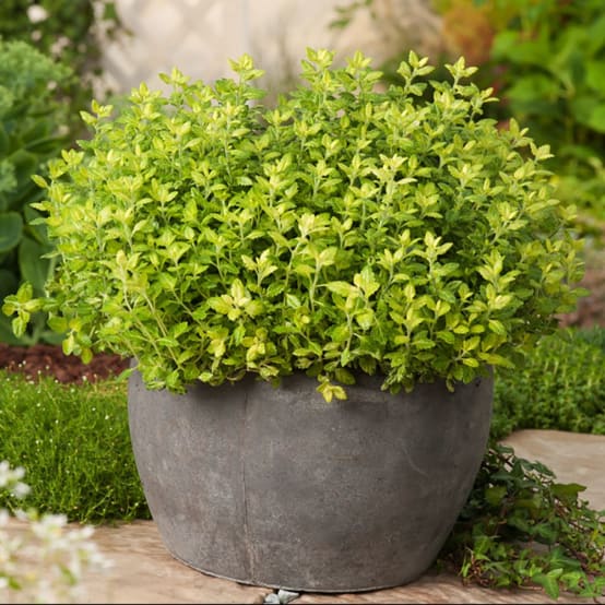 TEUCRIUM lucidrys 'Lucky Gold' en pot de 4 litres - Pot de 4 litres ...