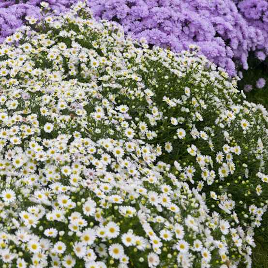 Aster nain d'automne blanc 'Niobe' lot de 3 - GODET 7CM - Gamm vert