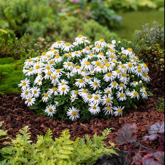 Aster nain d'automne blanc 'Niobe' - POT 10X10CM - Gamm vert