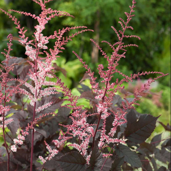 Astilbe Chocolate Shogun - Pot 2L - Gamm vert