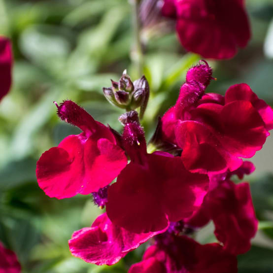 SALVIA greggii 'Mirage Cherry Red' en pot de 4 litres rond carré - Pot ...