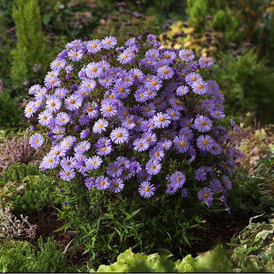 Aster nain d'automne bleu 'Lady in Blue' lot de 3 - GODET 7CM - Gamm vert